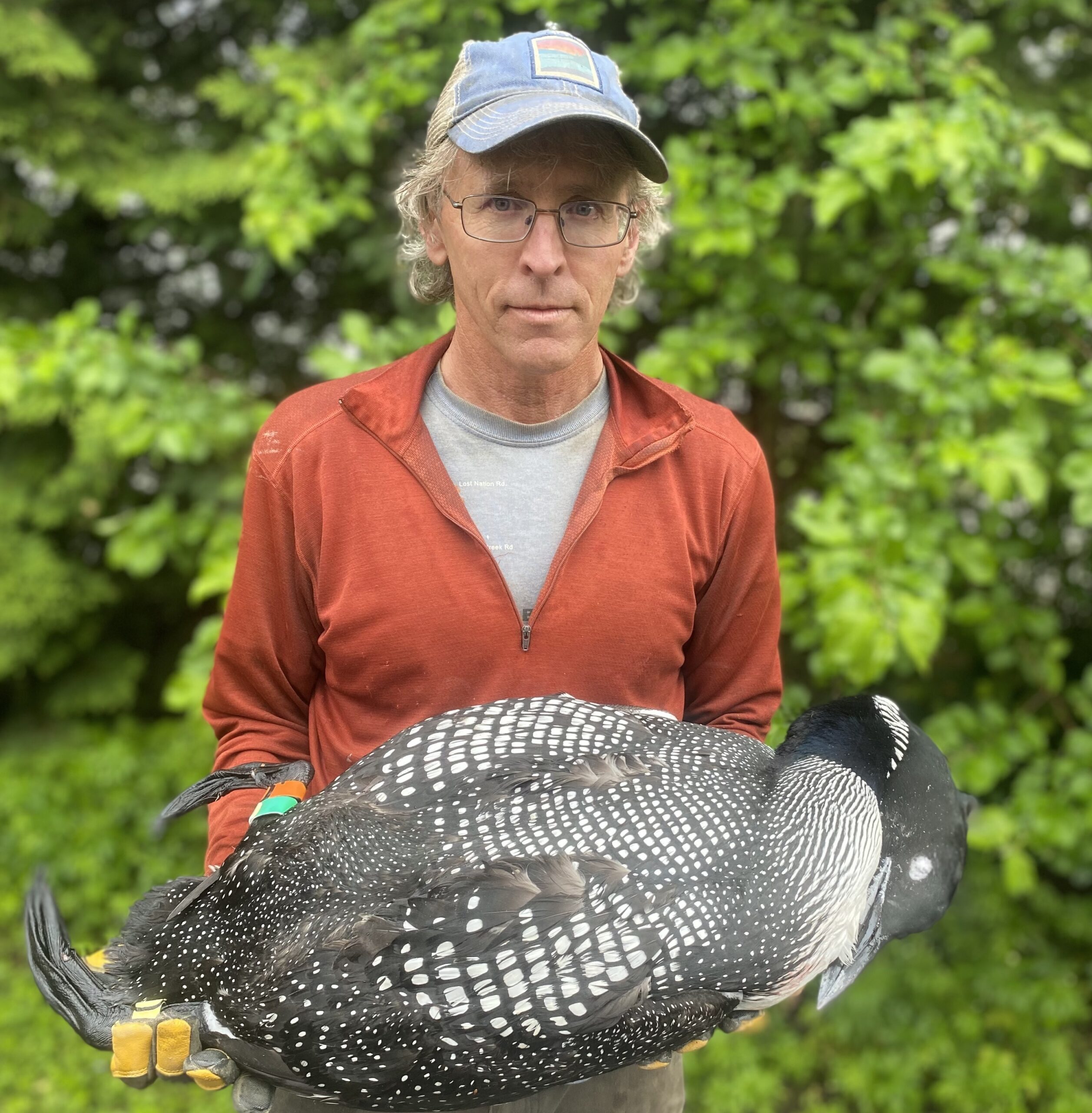 Vermont’s oldest loon dies at the estimated age of 31 - VTDigger