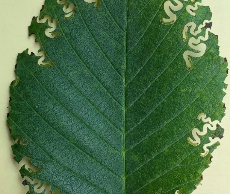 Invasive insect found zigzagging on Vermont elm trees - VTDigger