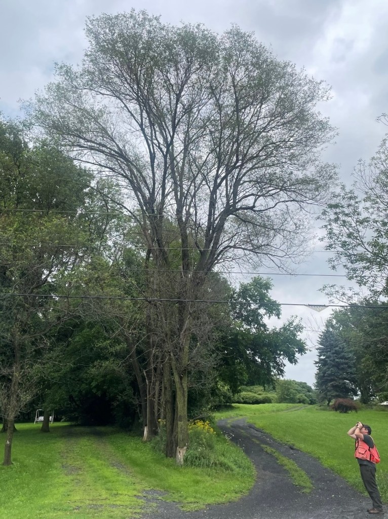 Invasive insect found zigzagging on Vermont elm trees - VTDigger