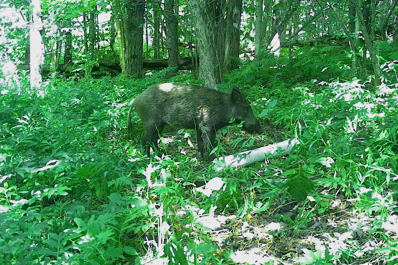 Wild boar killed in Tunbridge sent for genetics and disease testing ...
