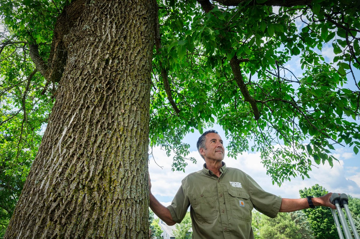 As Vermont loses its ash trees, towns race to stop the beetle that’s ...