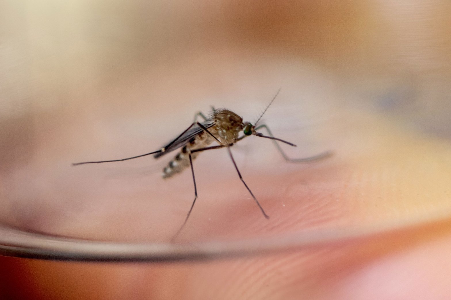 Mosquitoes in Grand Isle and Franklin counties test positive for EEE ...