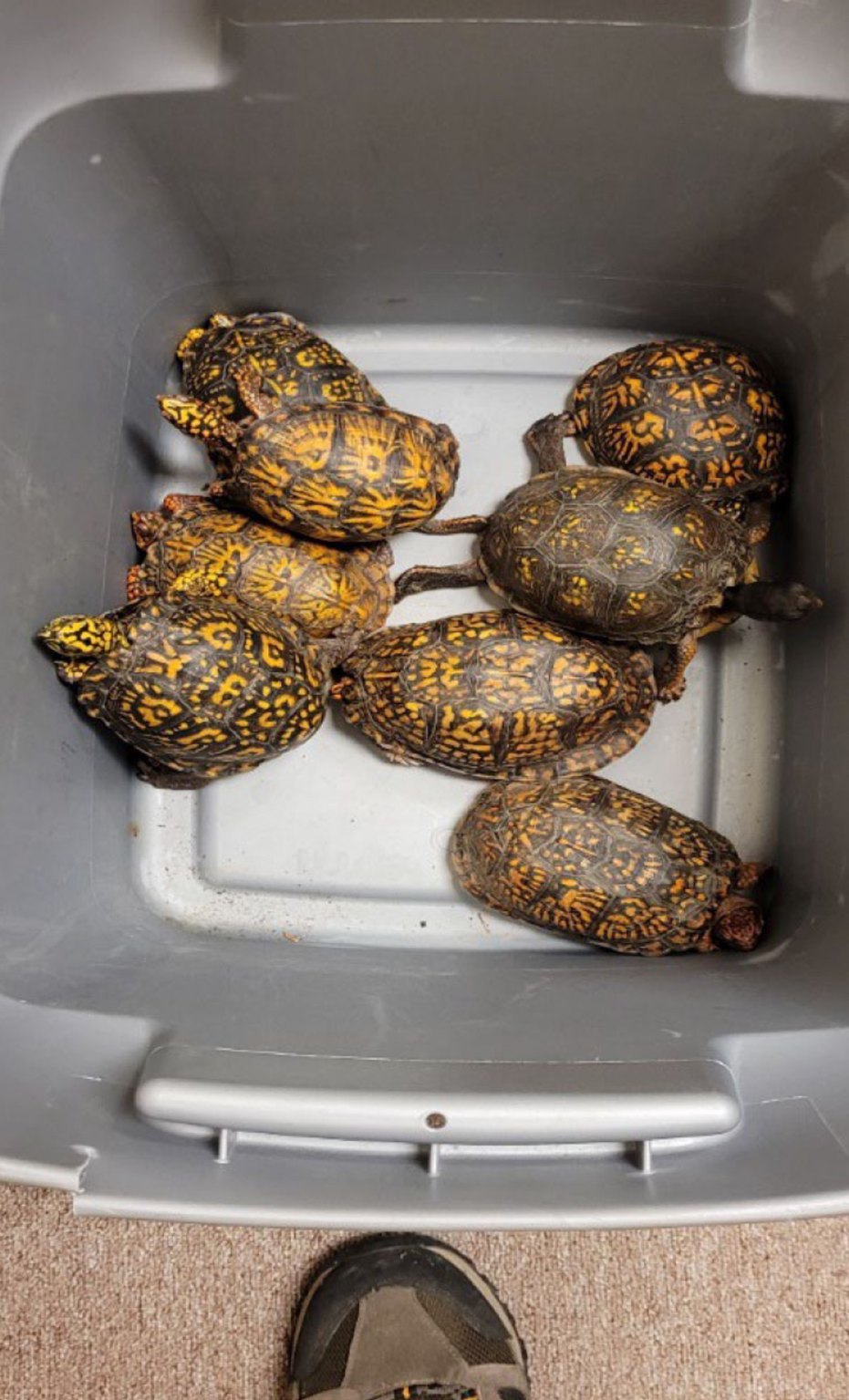 Woman who pleaded guilty to international turtle smuggling avoids more ...