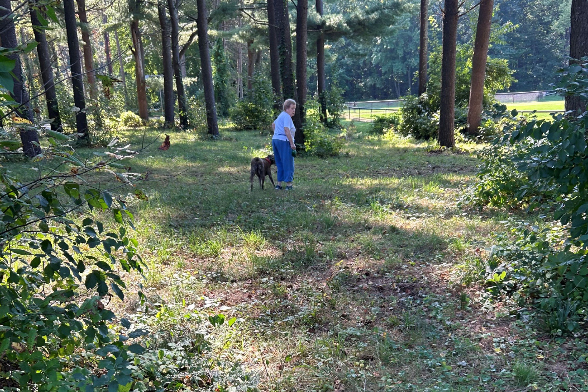 Judge orders Burlington to impound ‘vicious’ dog owned by county ...