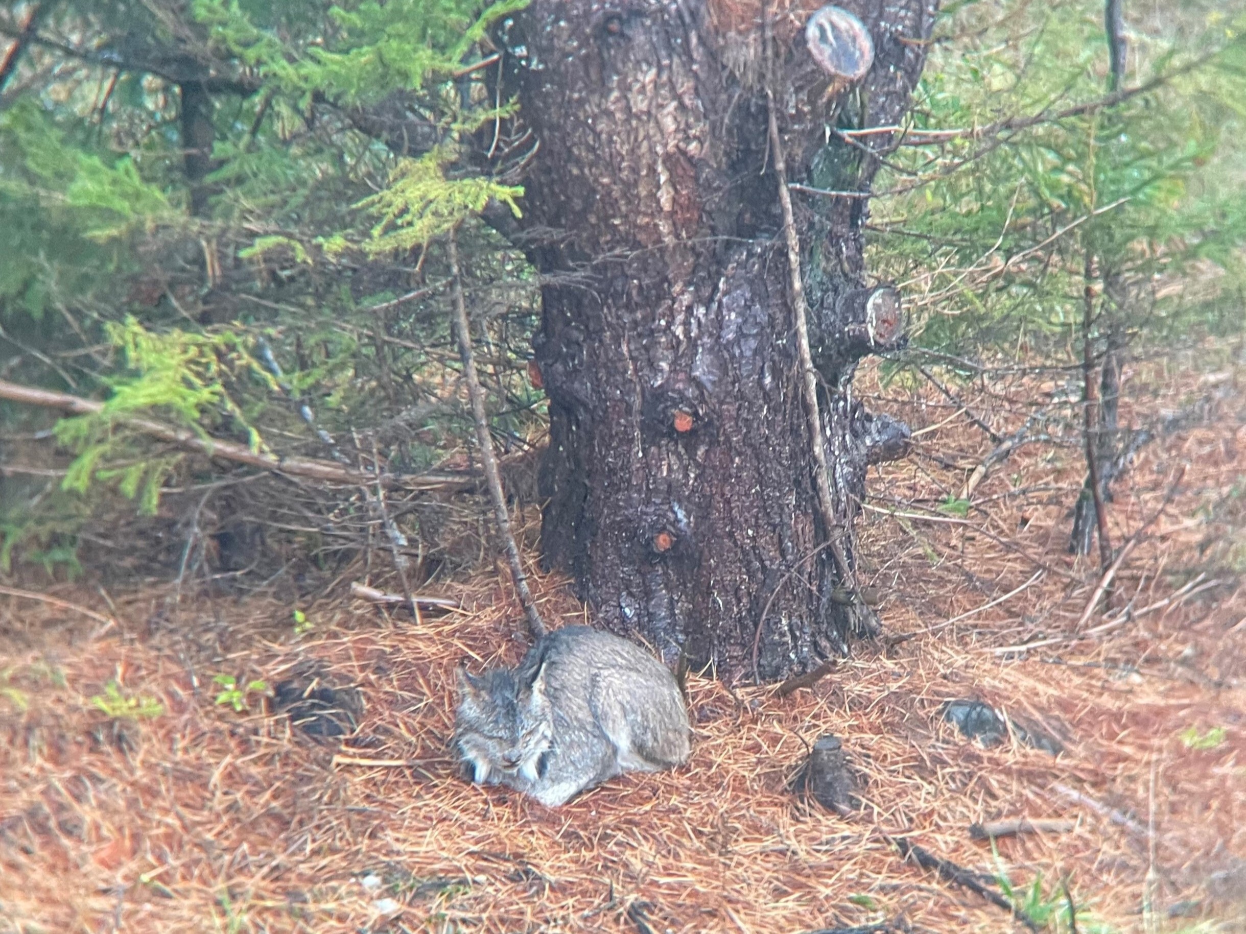 Recent Canada lynx sightings point to success in Vermont’s conservation ...