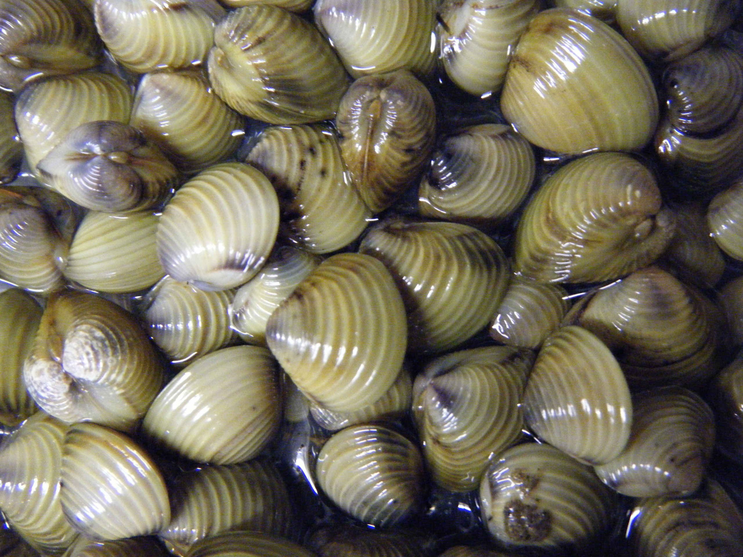 Invasive golden clams found in Lake Champlain - VTDigger