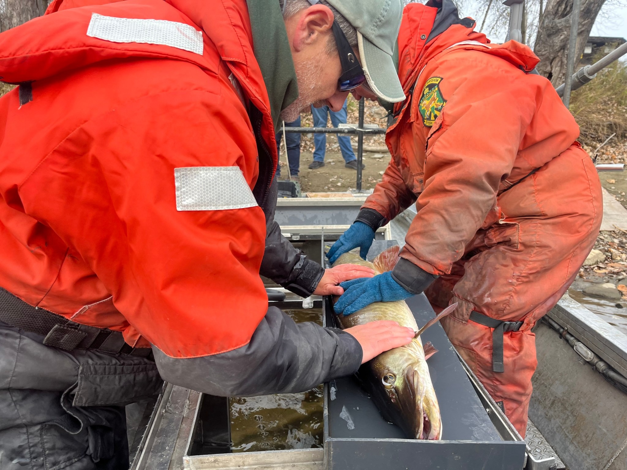 Radio tags let scientists monitor muskies in the Missisquoi - VTDigger