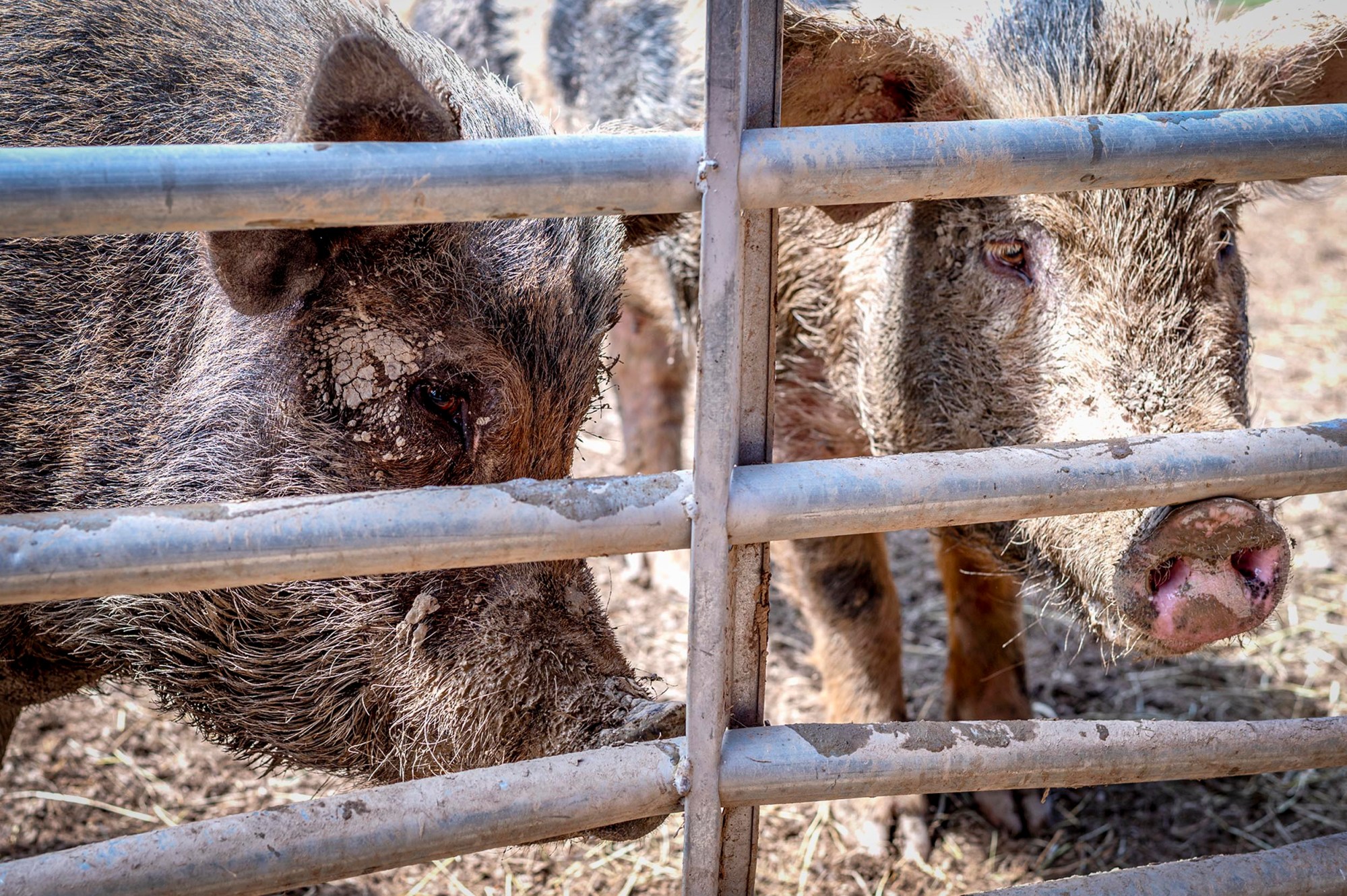 How 2 emaciated pigs in Williamstown shed light on the lack of animal ...