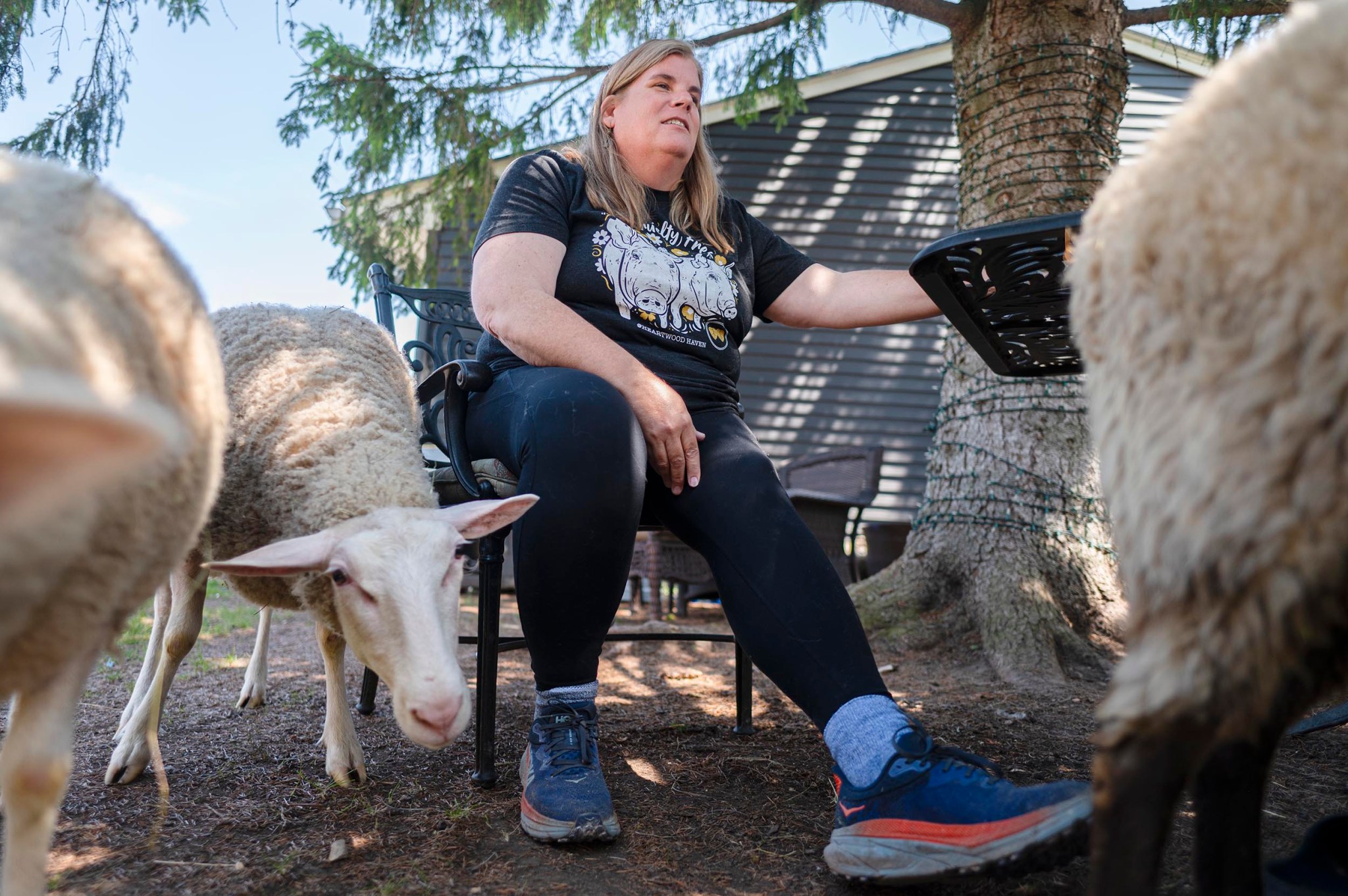How 2 emaciated pigs in Williamstown shed light on the lack of animal ...