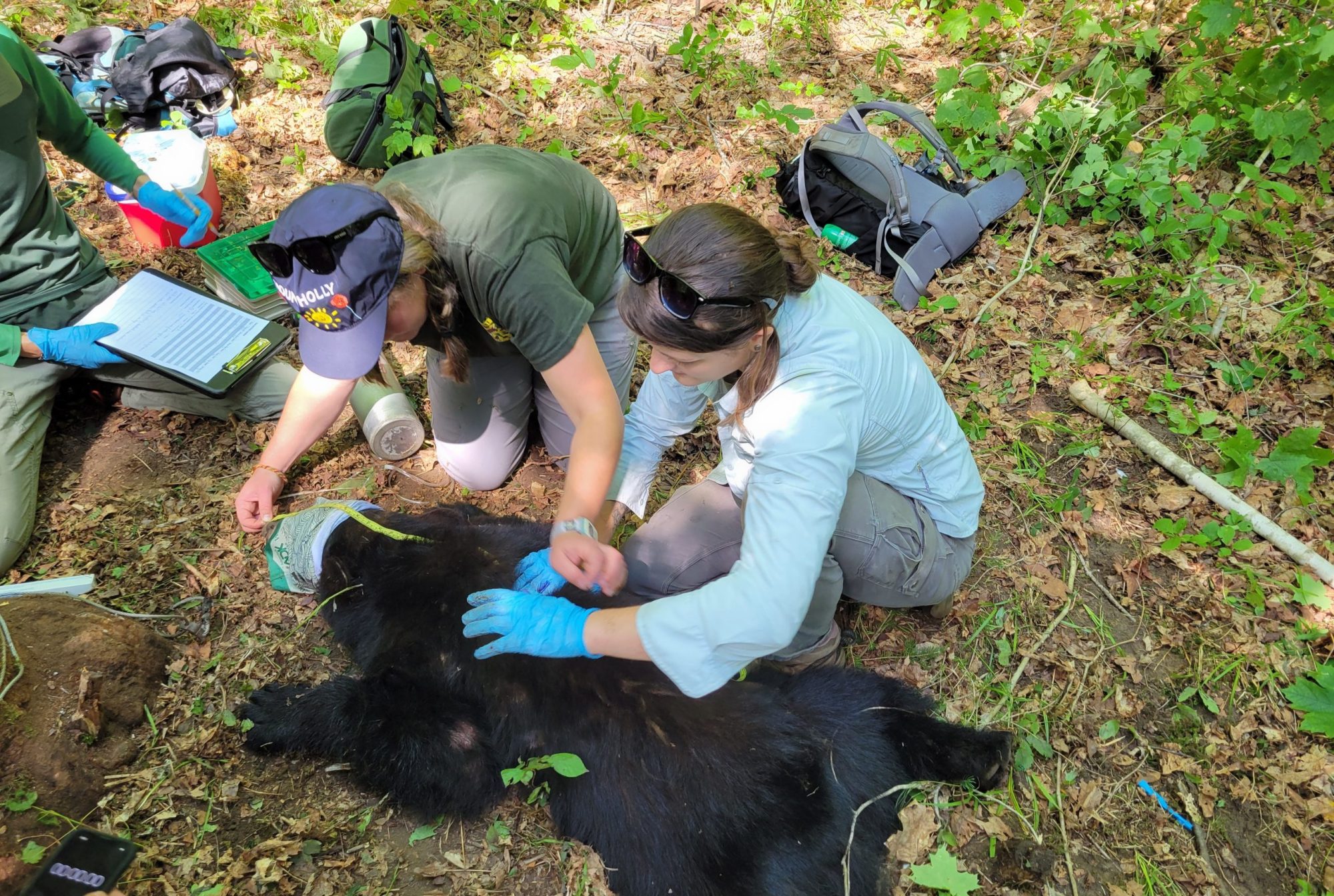 Why is Vermont’s bear population booming? - VTDigger