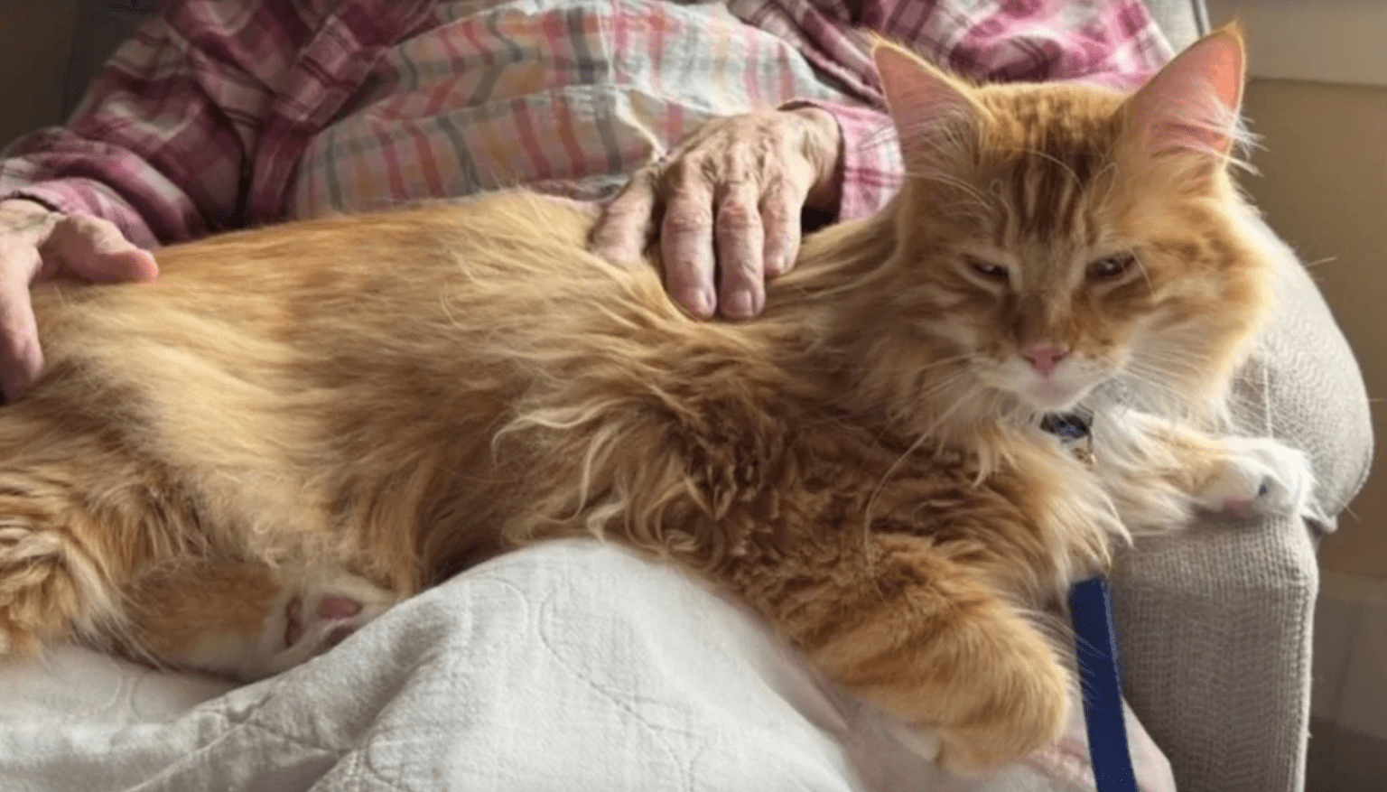 Waterbury woman and her Maine coon make a purr-fect team - VTDigger