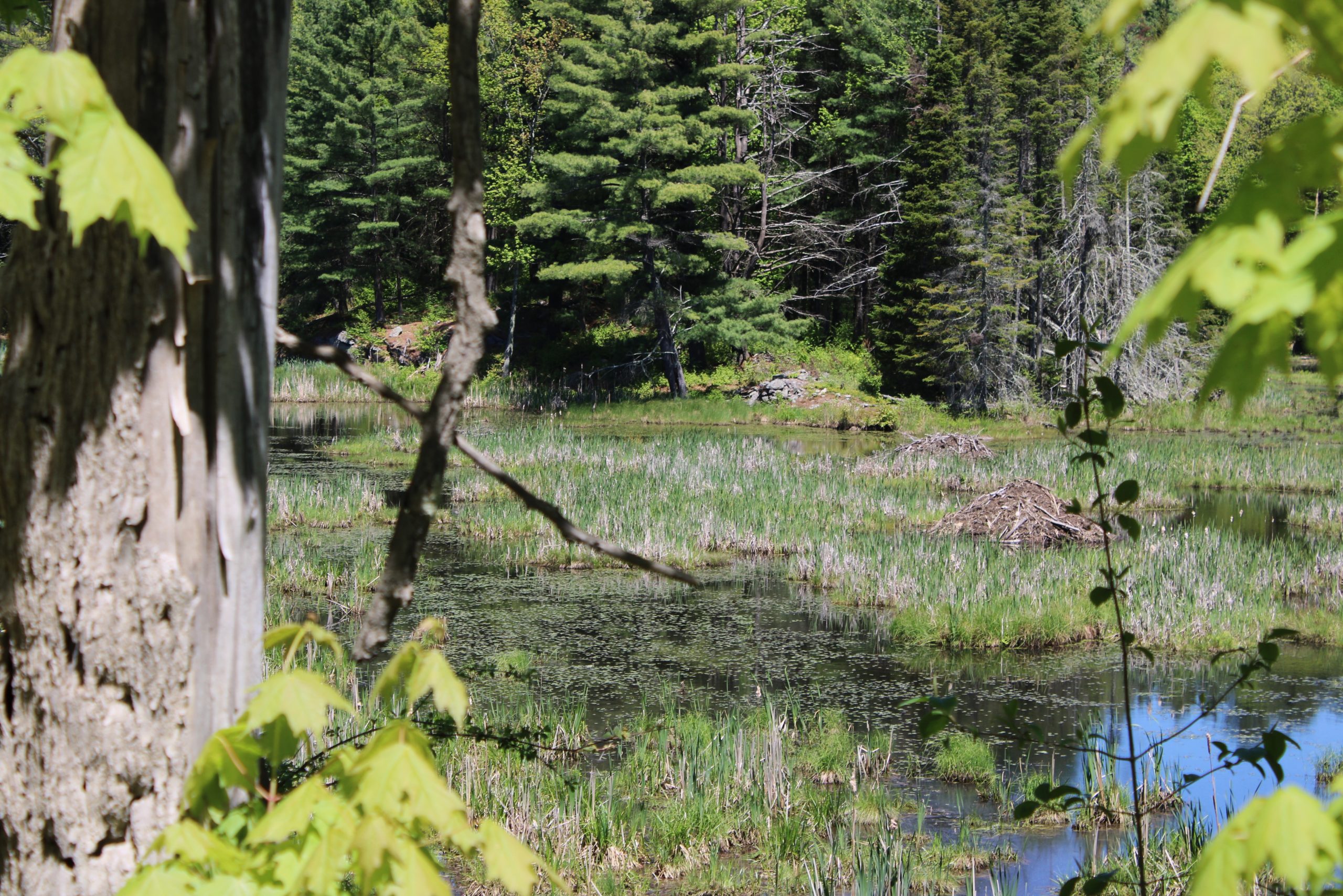 Legislators reject Gov. Scott’s loosening of wetland protections - VTDigger